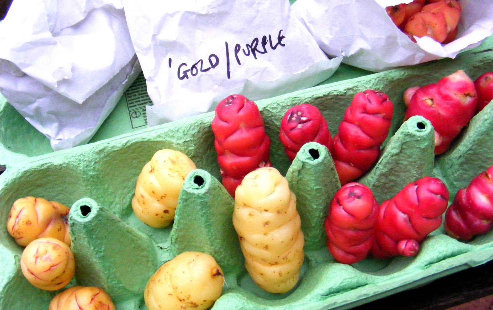 Growing Oca: Checking and Storing Oca Seed Tubers