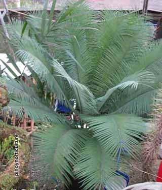 Pinoy Horticulture: PHS "Horticulture 2007" - Winners 19: Cycas riuminiana