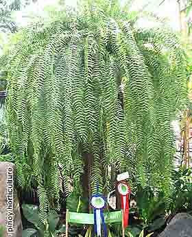 Pinoy Horticulture: Philippine Orchid Society 2006 Mid-Year Show