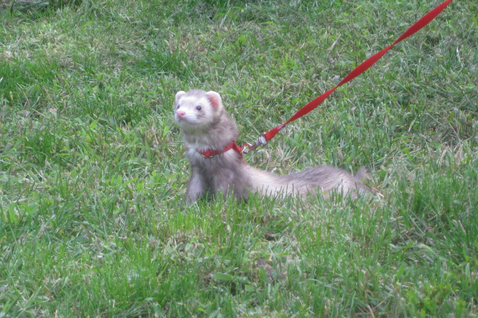 Do I need to spay or neuter my ferret?