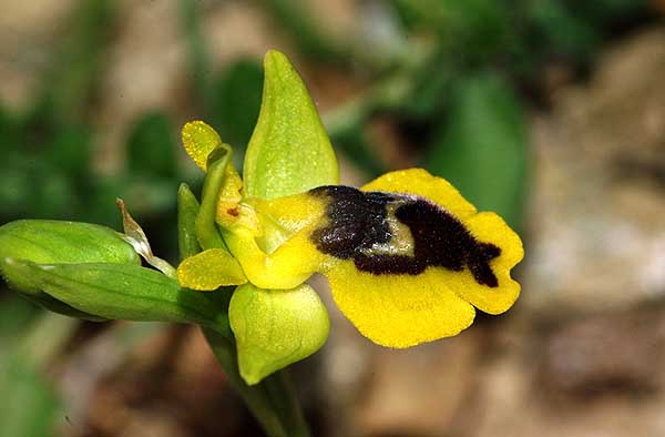 Orchids of Greece: Ορχιδέες από την Σχινούσα των Κυκλάδων