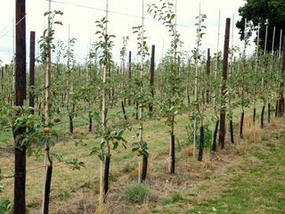 Orchard Groundcare: Planting