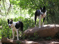 Live like a Rockstar: Thorntonfest Pics