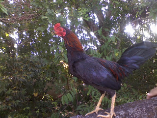 BIENVENIDO AL BLOG DE RAFAEL PALMA CAMPECHANO: POLLO RETINTO 6 MESES ...