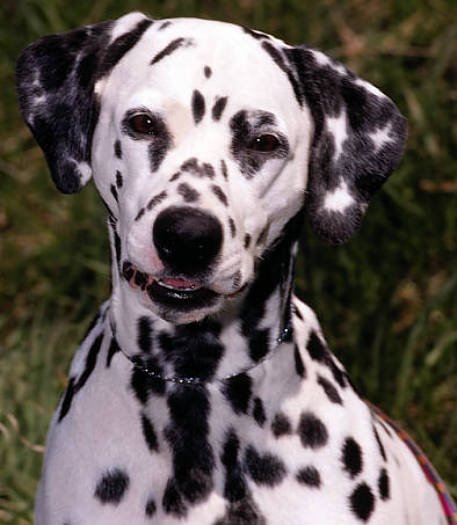 Eco Planet: Dálmata