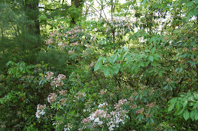 MOUNTAIN MUSINGS: Rhododendron and Mountain Laurel