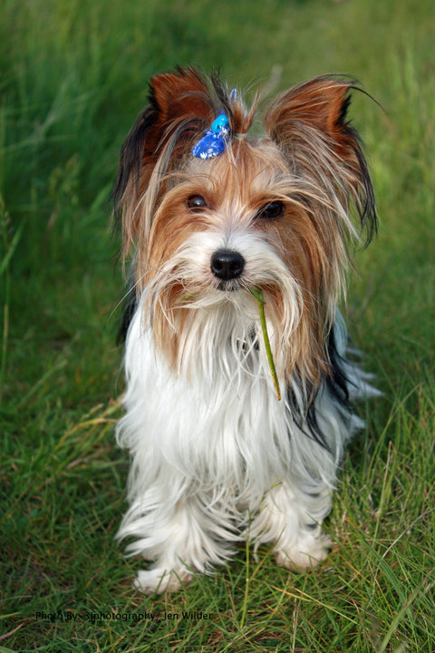Parti On Yorkies: Parti Yorkies