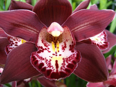 Beautiful World: Orchid, Cymbidium Species