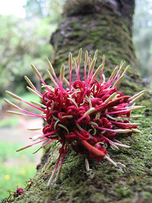 Beautiful World: Unique Flower