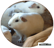 empresa de cuyes Urubamba