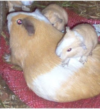 empresa de cuyes Urubamba: DATOS DEL CUY