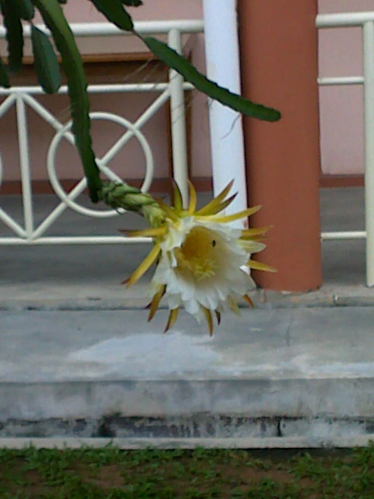 Umie: Bunga buah naga..