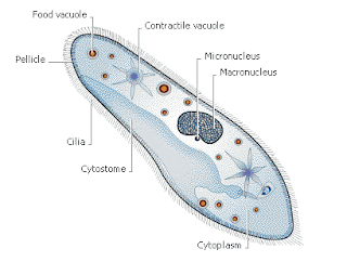My Biology Blog: Paramecium bursaria