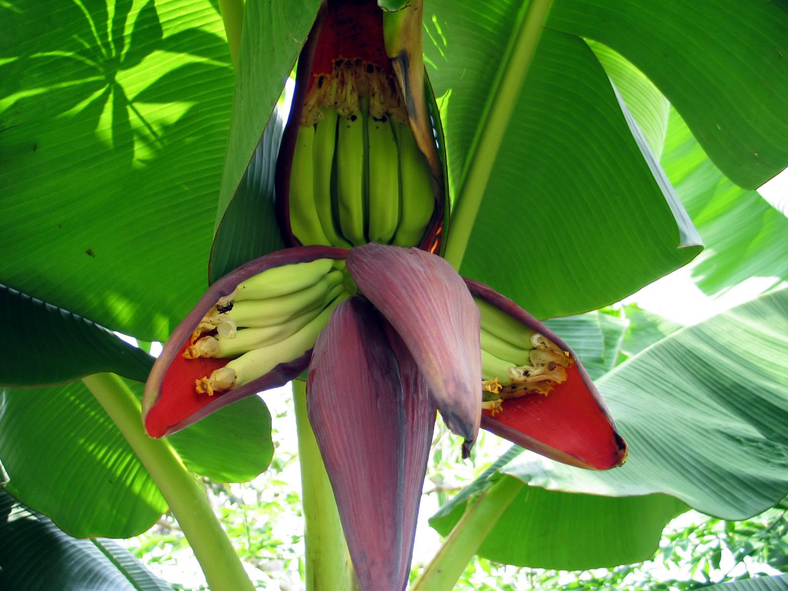 Impacto Ambiental de La Agroindustria Bananera: Las Bananeras: ¿fuente ...