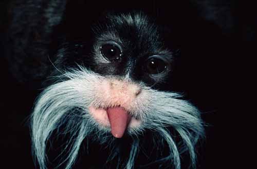 Big Daily Dose: Daily Dose of Monkey Mustaches