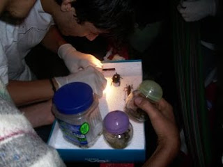 Pasos para Organizar un Insectario.