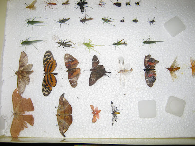 Entrada más reciente