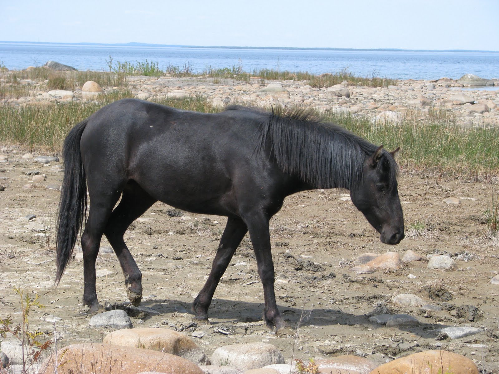 Journal of Ravenseyrie: Documenting Altamiro's Offspring / Fada