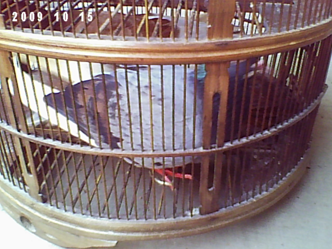 Merpati Balap Jember: Memilih merpati balap yang baik