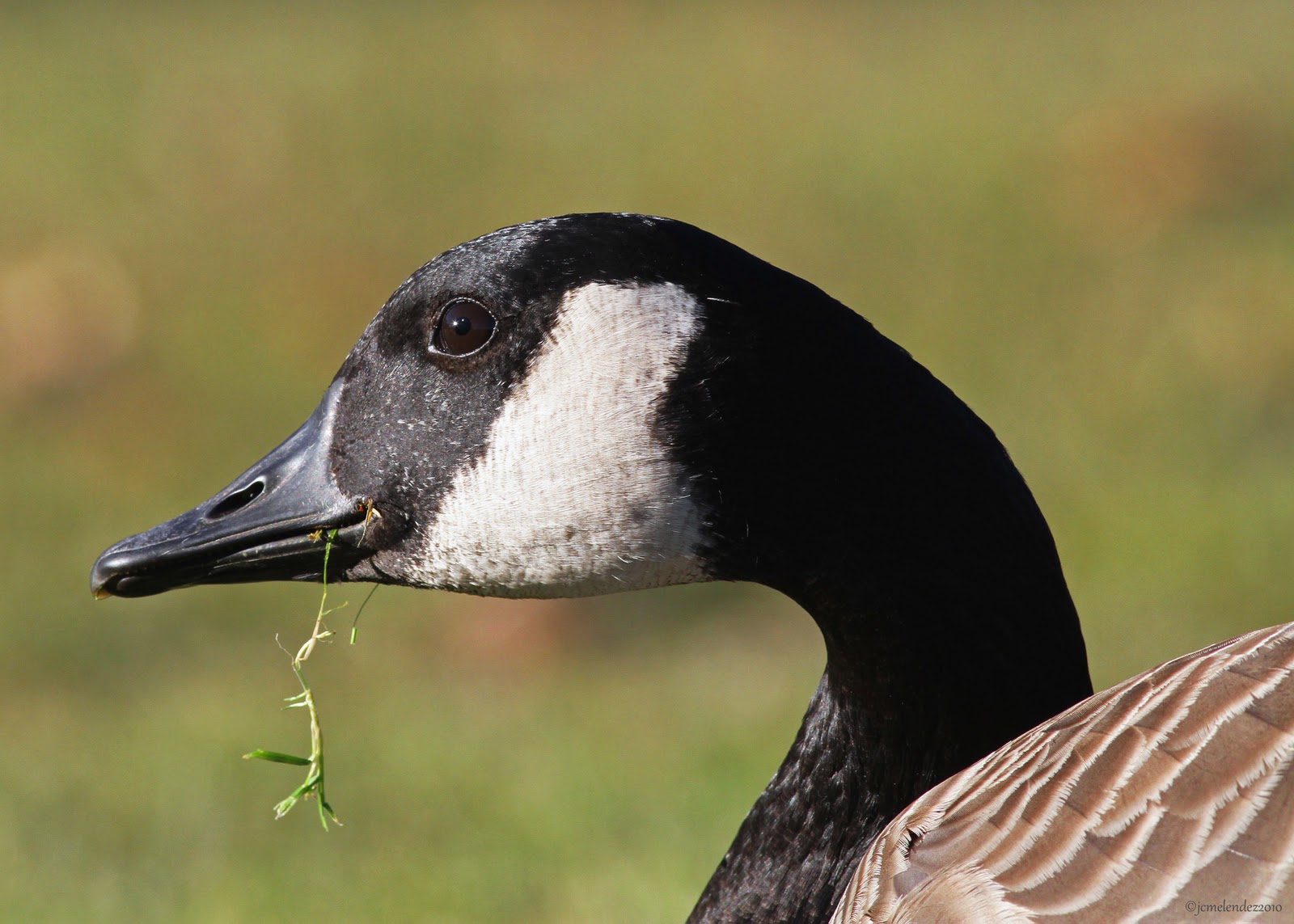 Janice's Birding Blog: Dippity doo dah, Dippity Day
