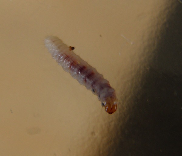 CURCULIO ELEPHAS GYLL (BALANINUS ELEPHAS)