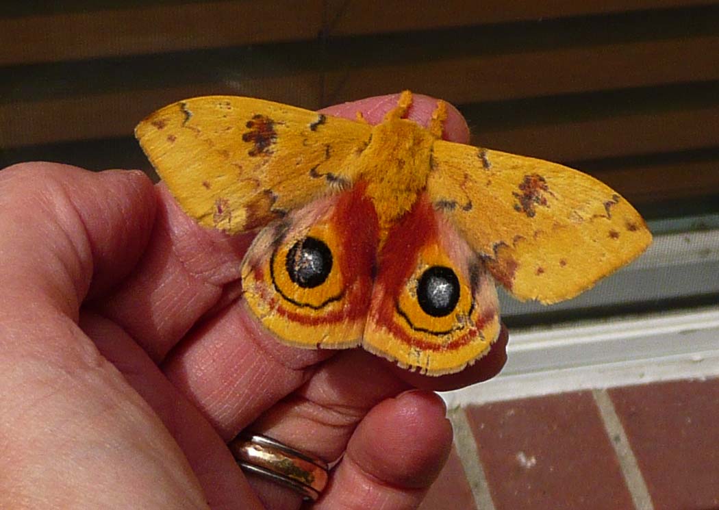 The Milkweed Patch: Io Moth Rescue