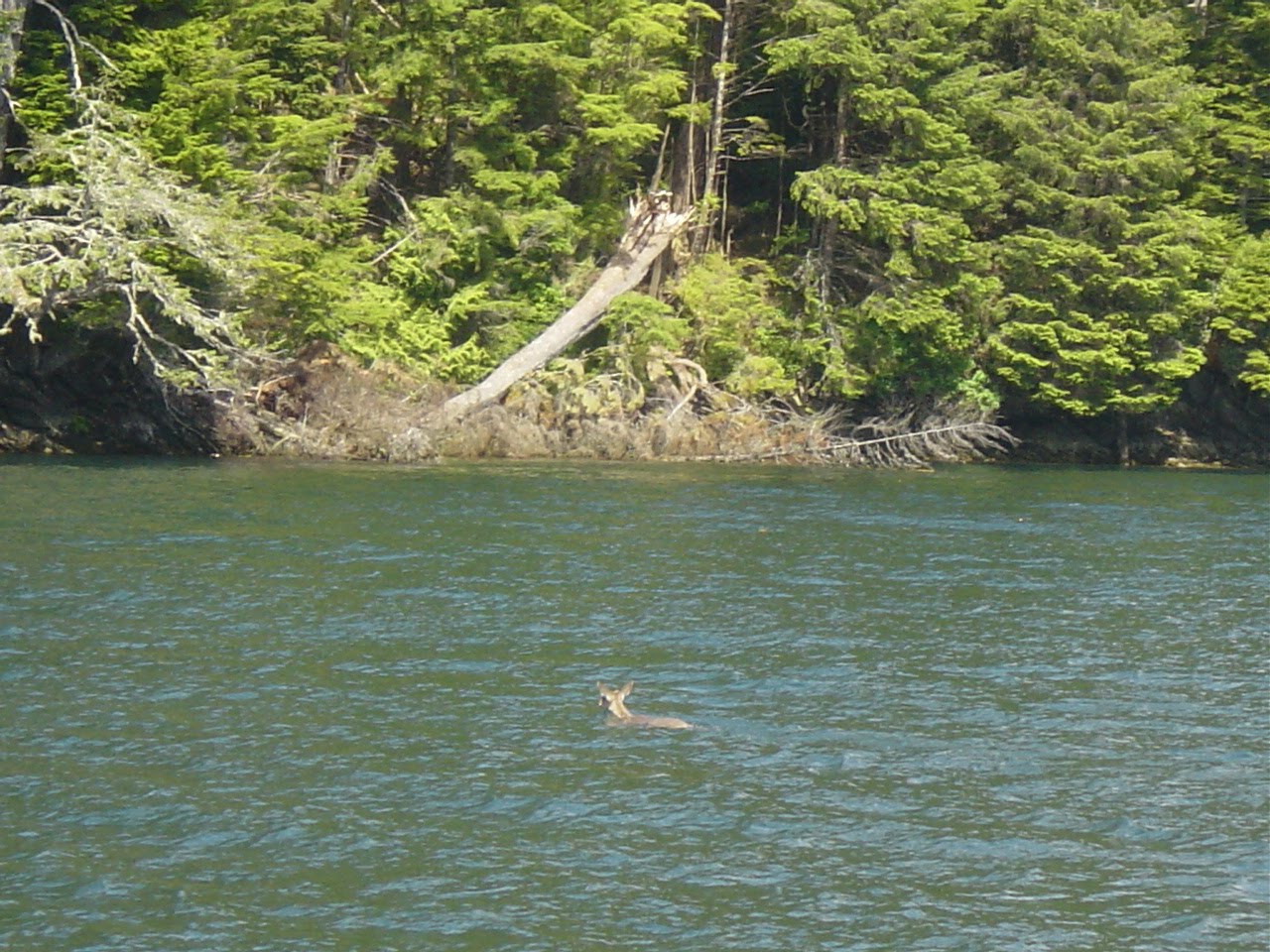 Travels of the Blue Note: Dall Island oh my
