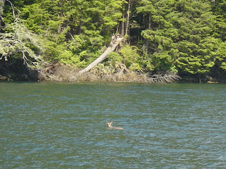 Travels of the Blue Note: Dall Island oh my