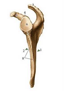 MOEZE PUNYA CERITA: PEMERIKASAAN OS SCAPULA