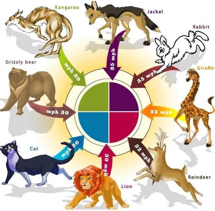 BLOCKBUSTER :::: Worlds' Fastest and Slowest Land Animals....