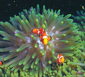 Indonesian Waters: Dodola Island, Ici Kayoa Islands, and Bobalo Island