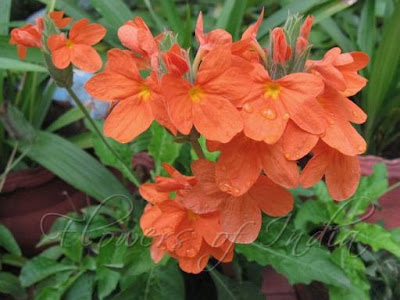 Maworld: Common name: Crossandra, Firecracker Flower