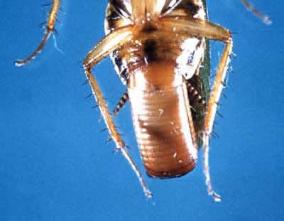 Biologia dos Insetos: Blattodea