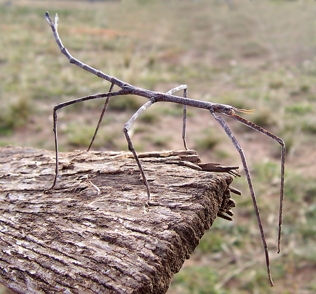 Biologia dos Insetos: Phasmatodea
