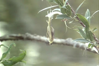 Biologia dos Insetos: Ephemeroptera