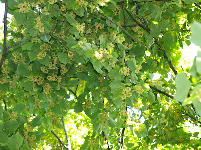 Rice, beans & pastichio...: Heavenly Flamouri