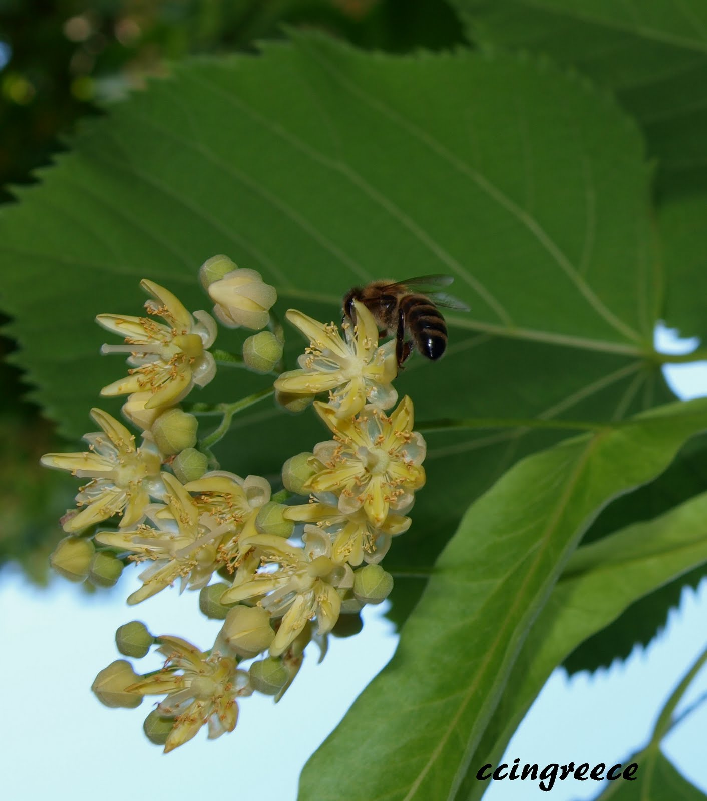 Rice, beans & pastichio...: Flamouri Harvest