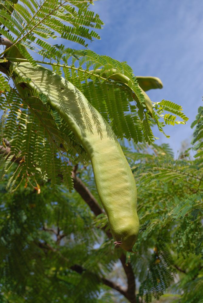 Coffs Harbour Easter 2010: Carob Tree