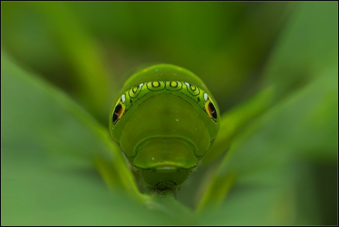 Our Wiki World: Every thing in green