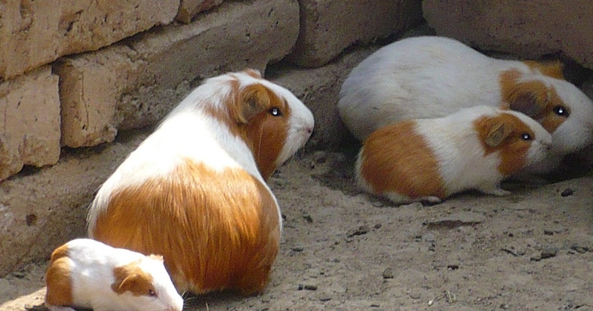 GRANJA DE CUYES "EL PARAISO": "APRENDIENDO SOBRE CUYES"