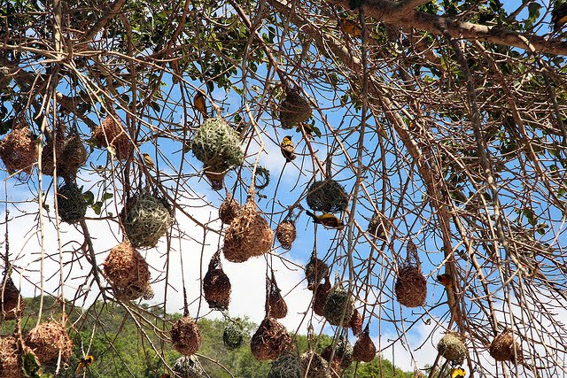 NIDOS & CASAS EN LOS ÁRBOLES