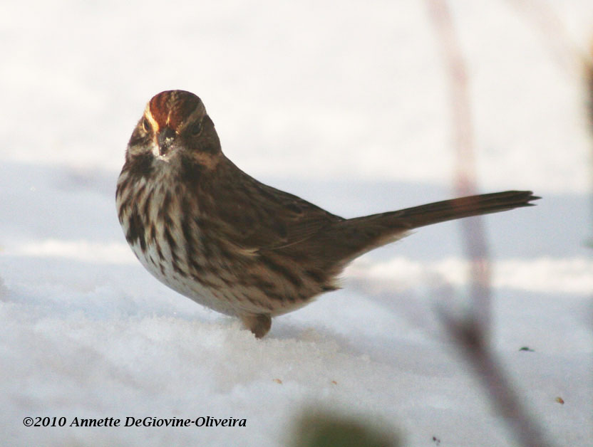 A Flurry of Feathers: LI Birds in Winter: Dark-eyed Junco, Song Sparrow ...