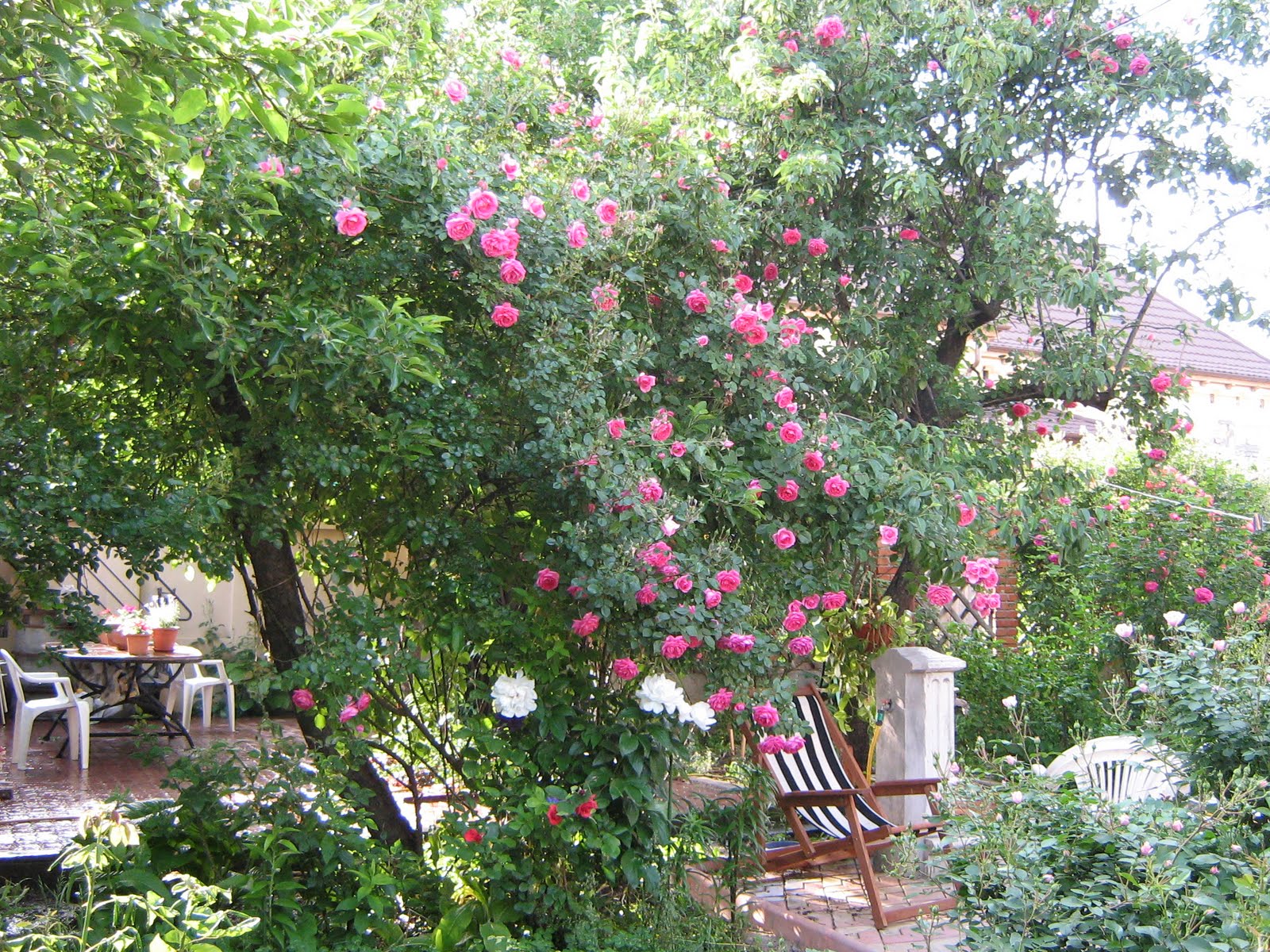 Living Romanian: Loving ROSES