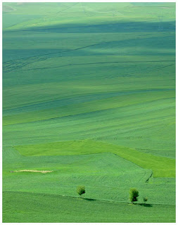 Beautiful Examples of Green Photography