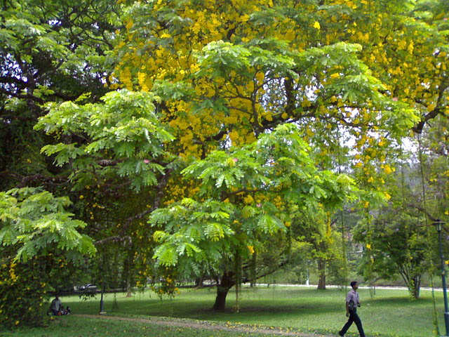 University Of Peradeniya