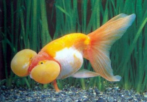 Goldfish With Bulging Eyes