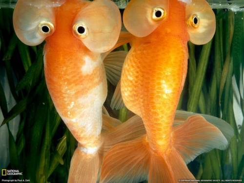 Goldfish With Bulging Eyes