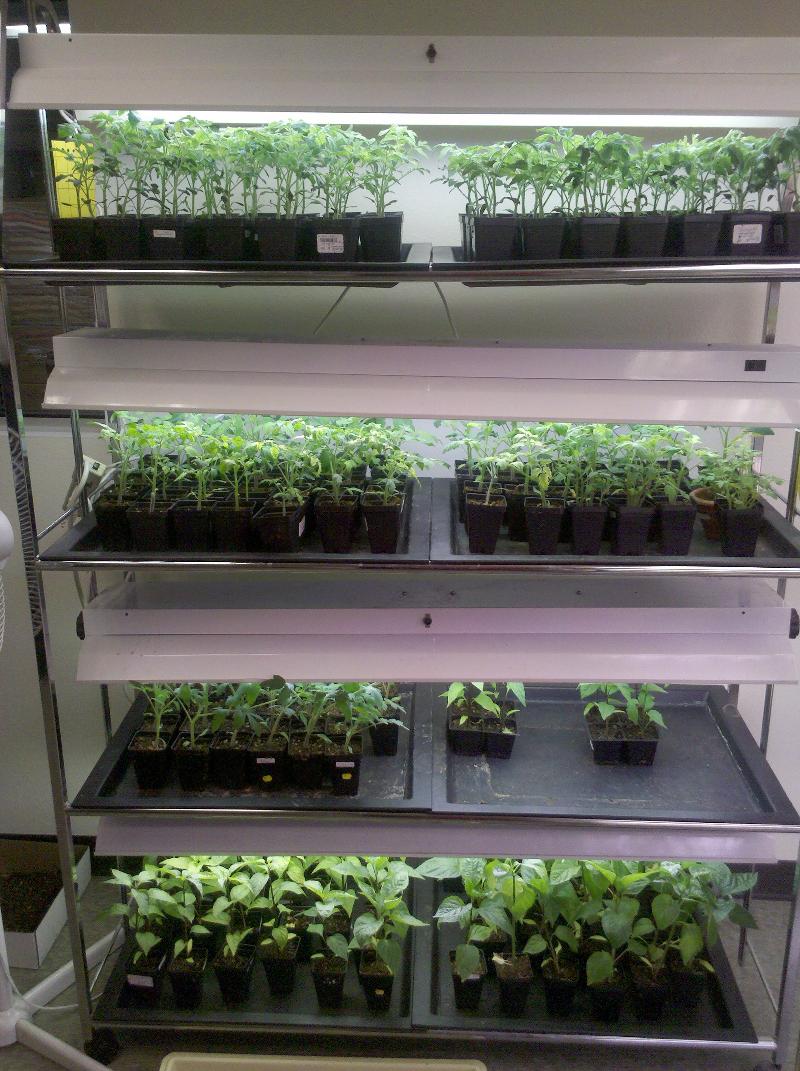 Skillin's Garden Log: Get Growing Indoors