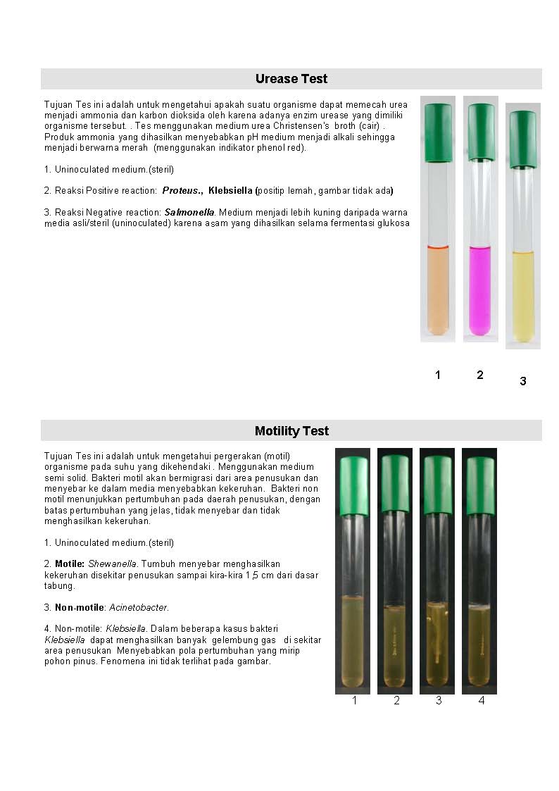 MIKROBIOLOGI UNTUK TEHNISI KESEHATAN: UJI BIOKIMIA