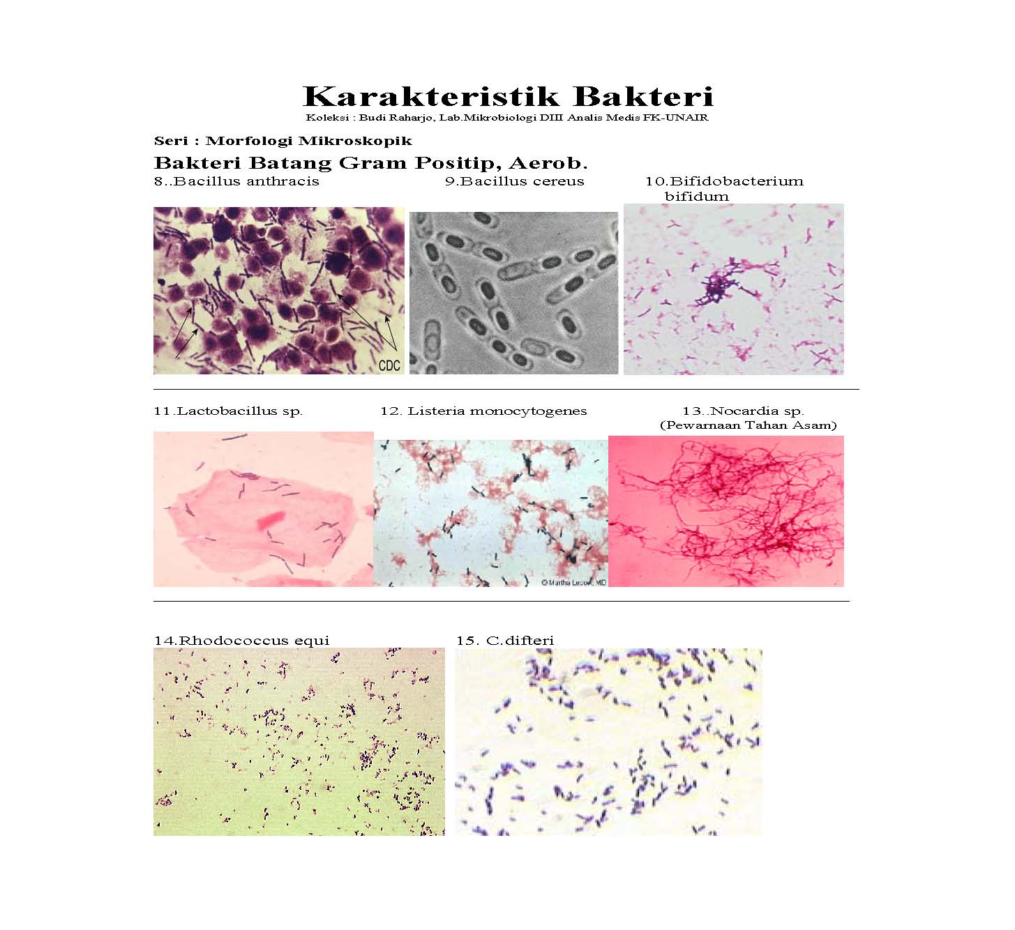 MIKROBIOLOGI UNTUK TEHNISI KESEHATAN: Karakteristik Bakteri